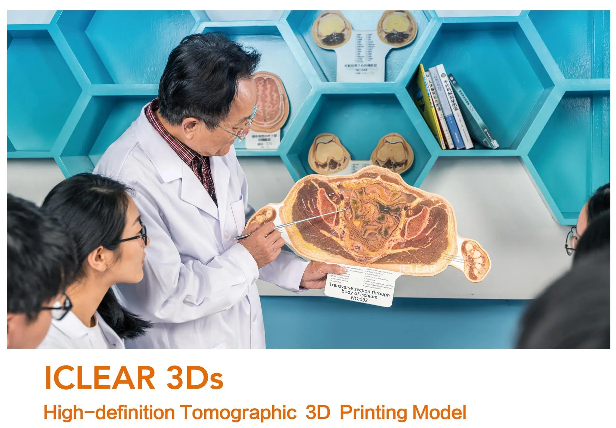 Medical Education Human Body Model - 3D Tomographic Sections