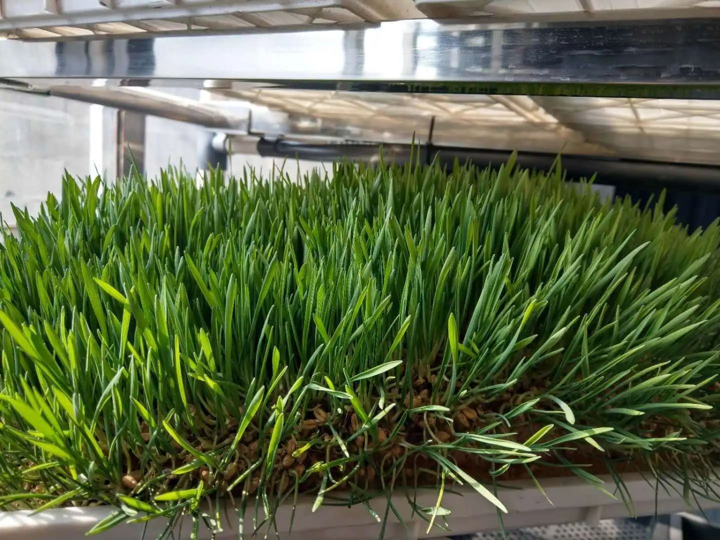 Hydroponic Fodder Machine Sprout System Hydroponic Fodder Machine - Buy ...