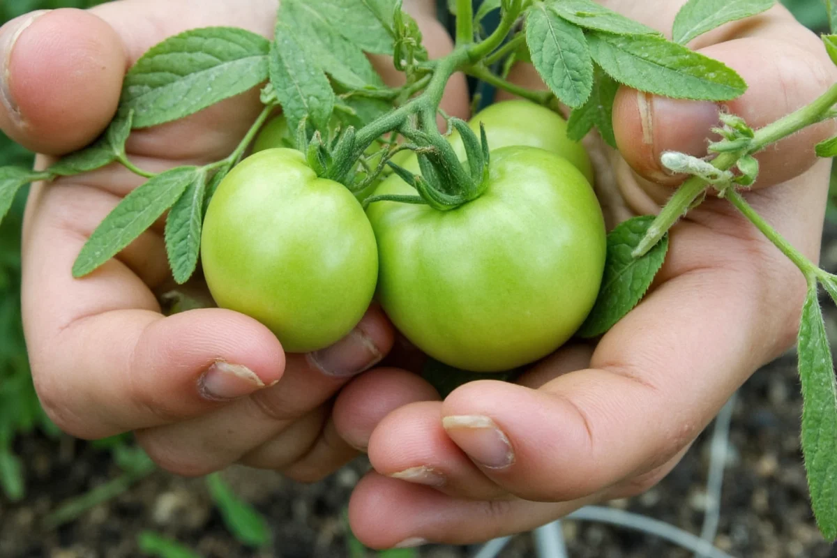 How to Plant Tomatoes from Seed: Step-by-Step Guide
