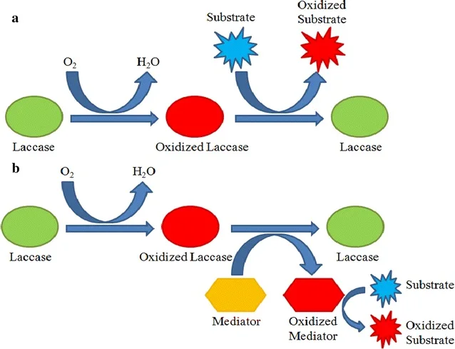 Wholesale Price Food Grade Laccase Cas 80498-15-3 Laccase Enzyme - Buy ...