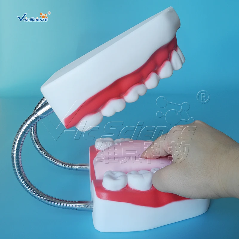 Plastic Dental Model Of Tooth Anatomical Model With A 32 Tooth Dental ...
