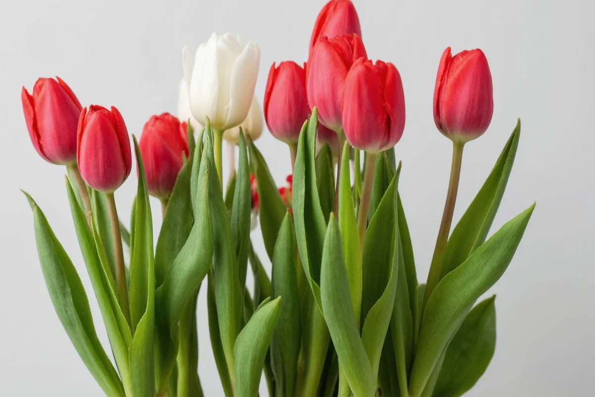 How to Care for a Tulip Plant: Complete Guide