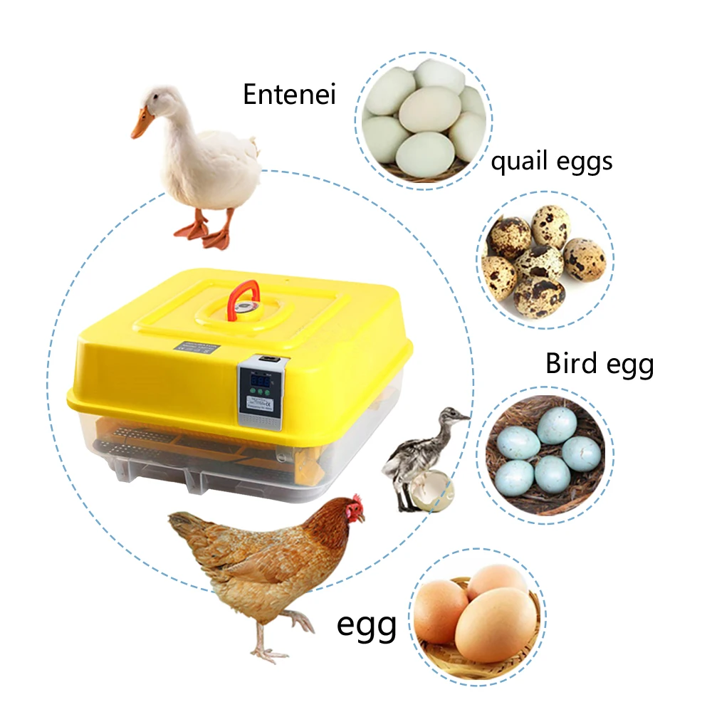 Small Mini Egg Hatching Machine For Bird Parrot Macaw Poultry Duck ...