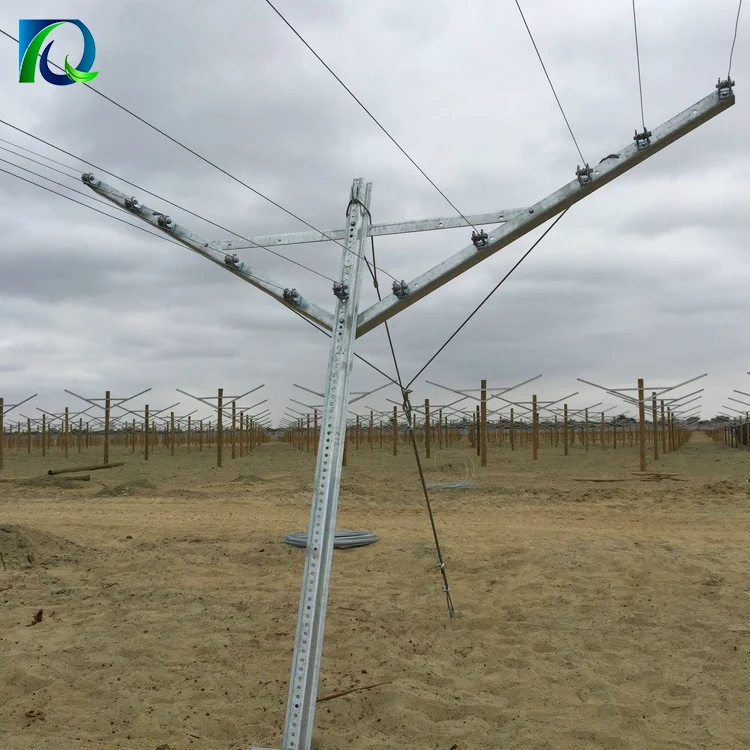 Y Shaped Open Gable Trellis System for Vineyard Success