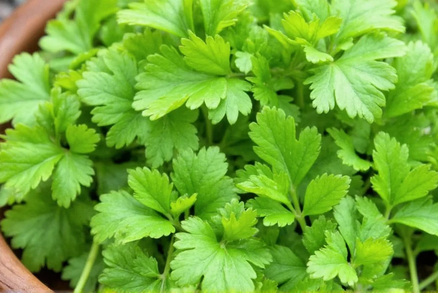Cilantro vs. Coriander: Understanding the Naming Difference in English