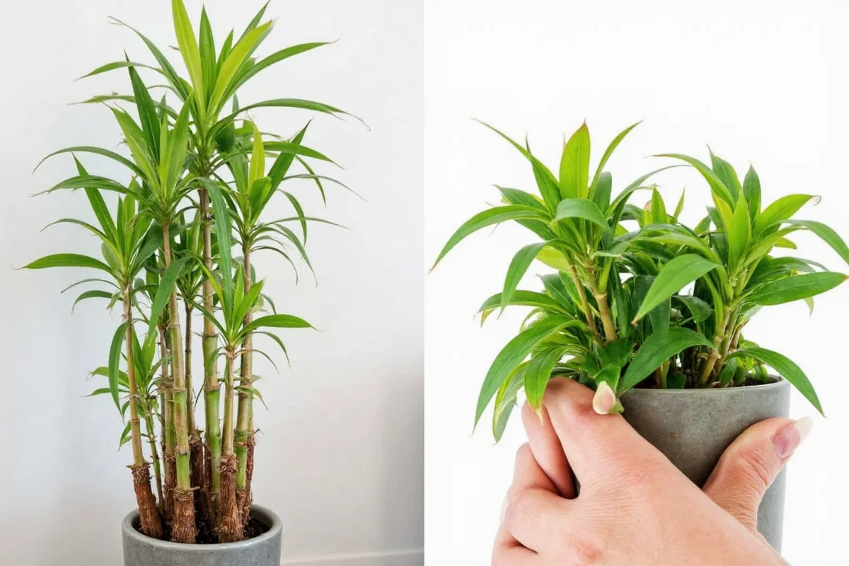How to Water Bamboo Plant: Complete Care Guide