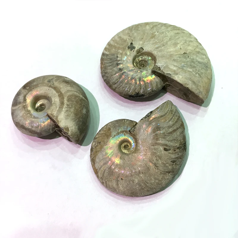 Wholesale Rainbow Shiny Ammonite Snail Conch Fossil For Home Decoration ...