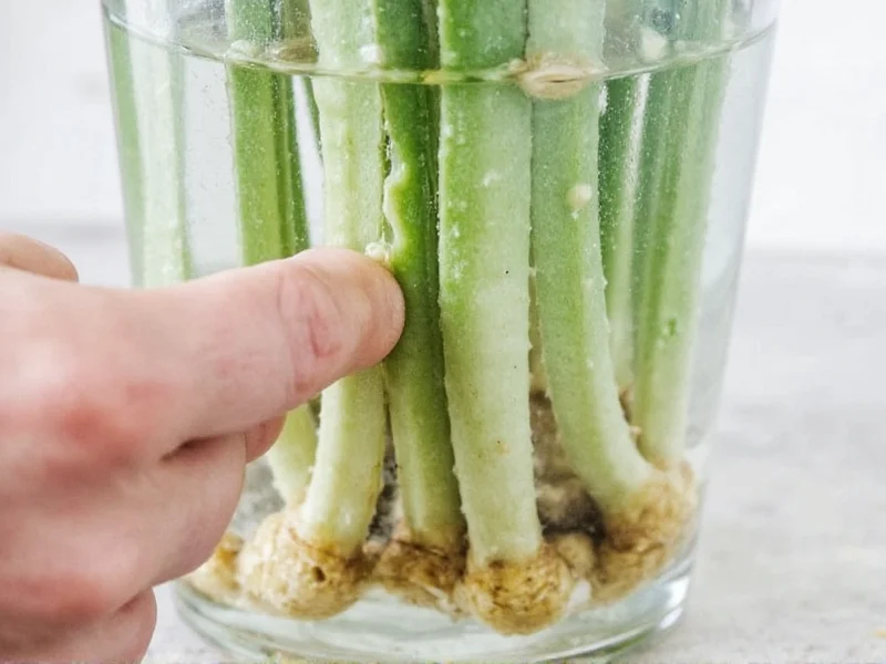 Sansevieria Plant: Complete Care Guide & Benefits