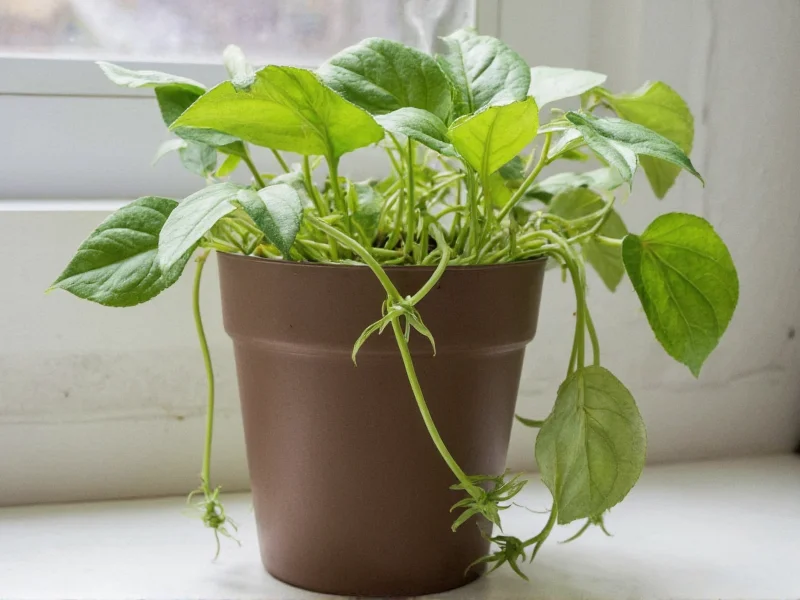 Ideal Pot Size and Material for Healthy Pothos Growth