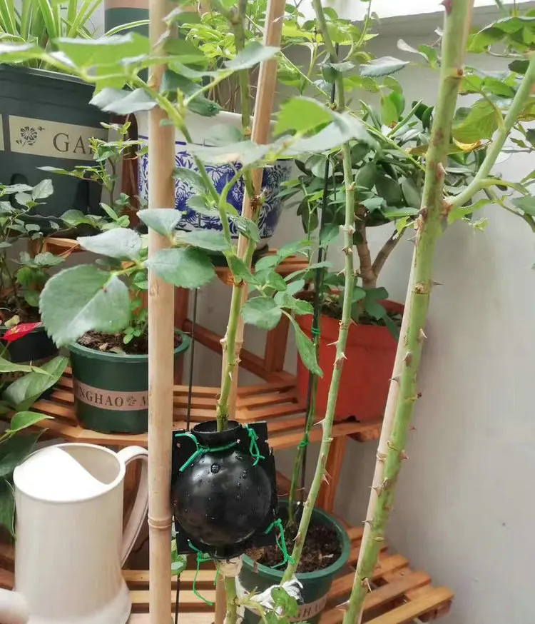 High Pressure Propagation Ball Trees Grafting Rooting Device