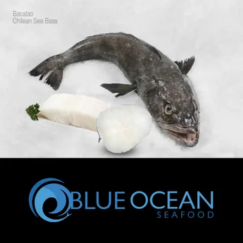 Patagonian Toothfish / Chilean Sea Bass We Are Producers ! - Buy Frozen ...