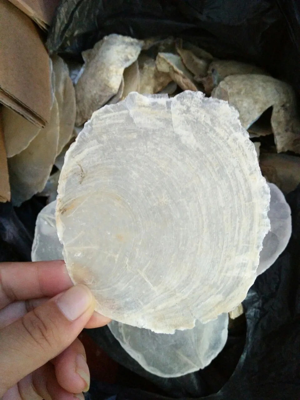 Wholesale Natural Seashell Capiz Shell - Art & Collectibles