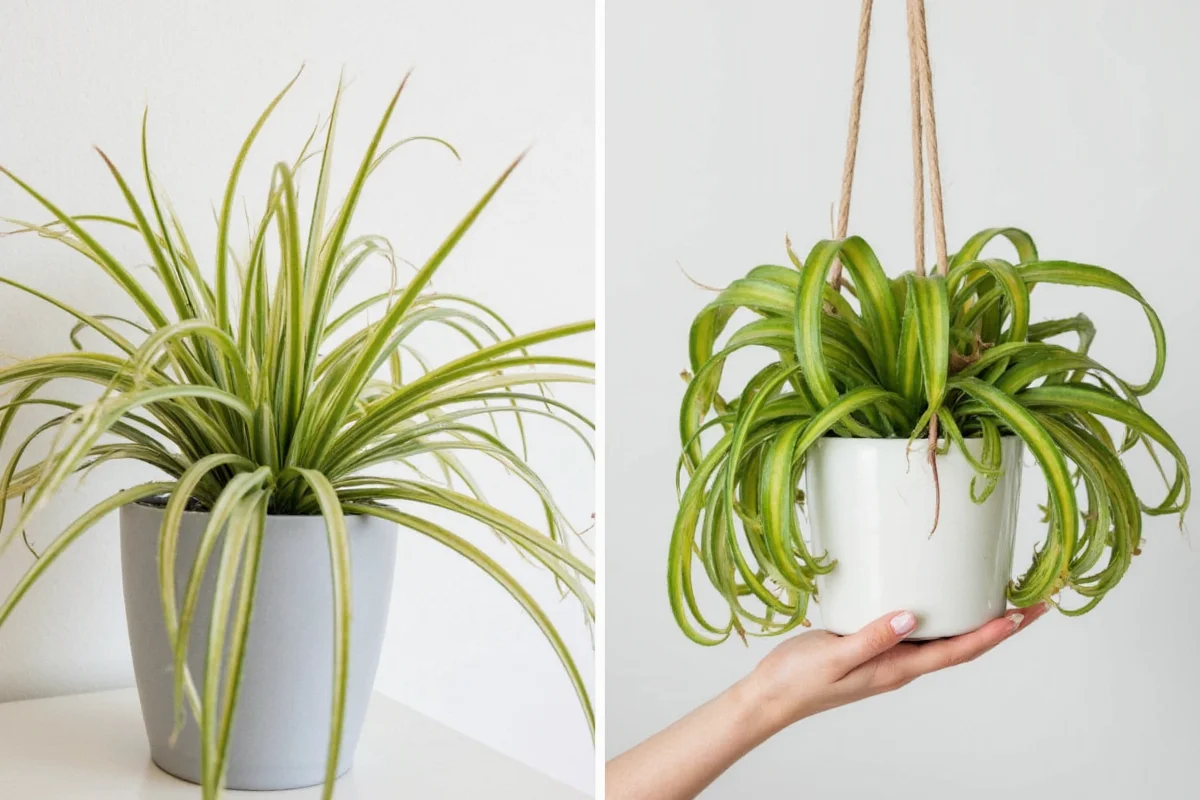 What Are Air Plants? Complete Guide to Tillandsia Care