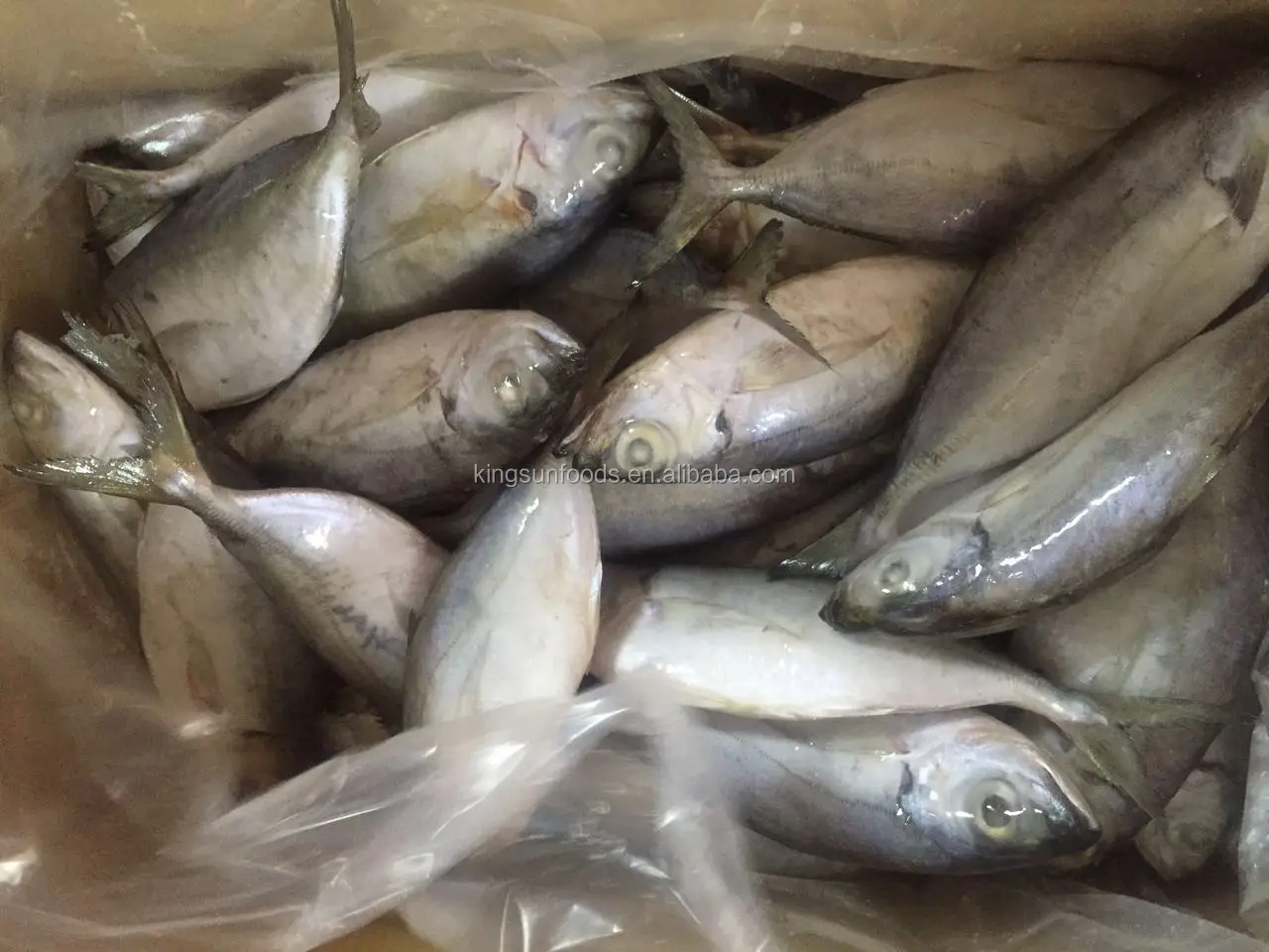 High Quality Frozen Big Eye Scad Frozen Canned Mackerel Fish - Buy ...