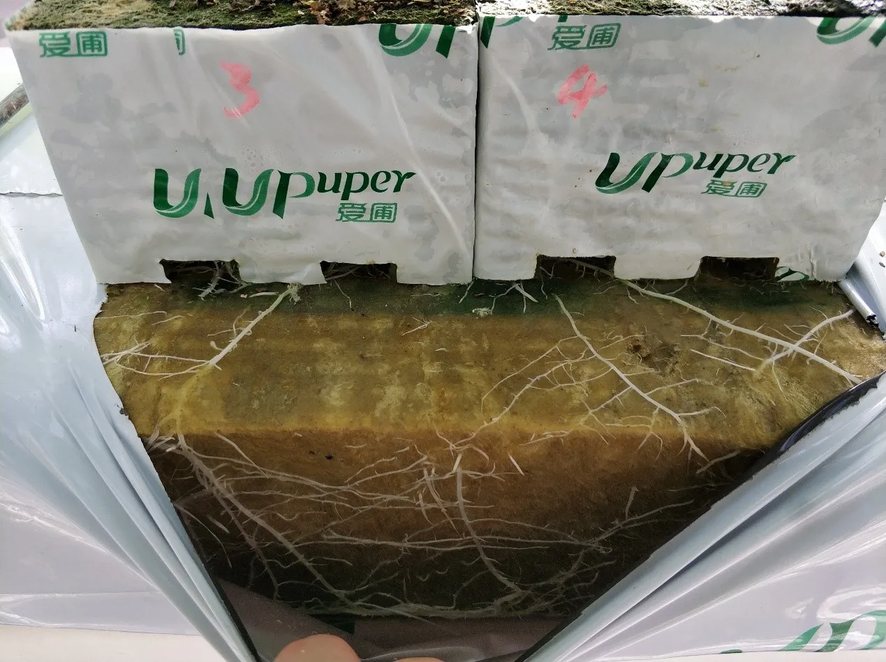 Hydroponics Tomato Set - Rock Wool Slabs with Block & Plug for ...