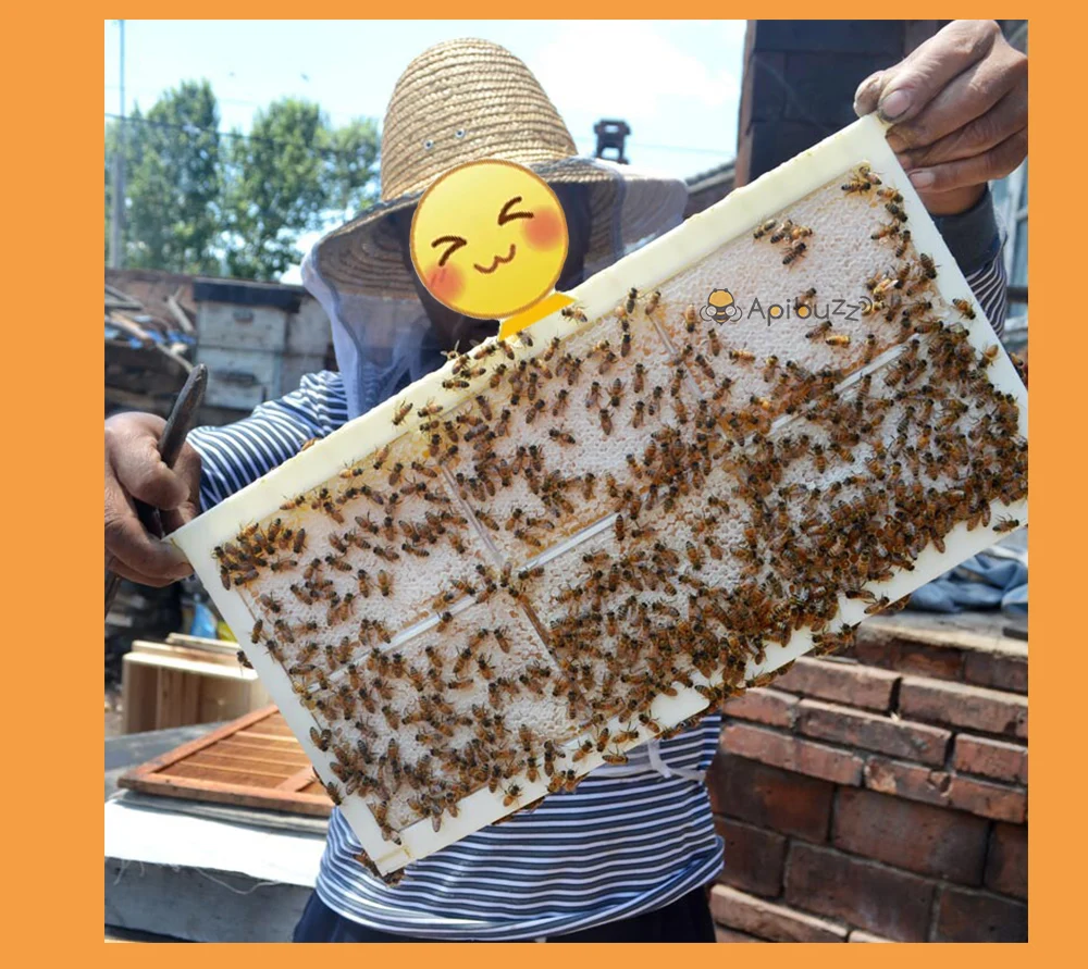250g Plastic Comb Honey Frames and Cassettes Set for Beekeeping