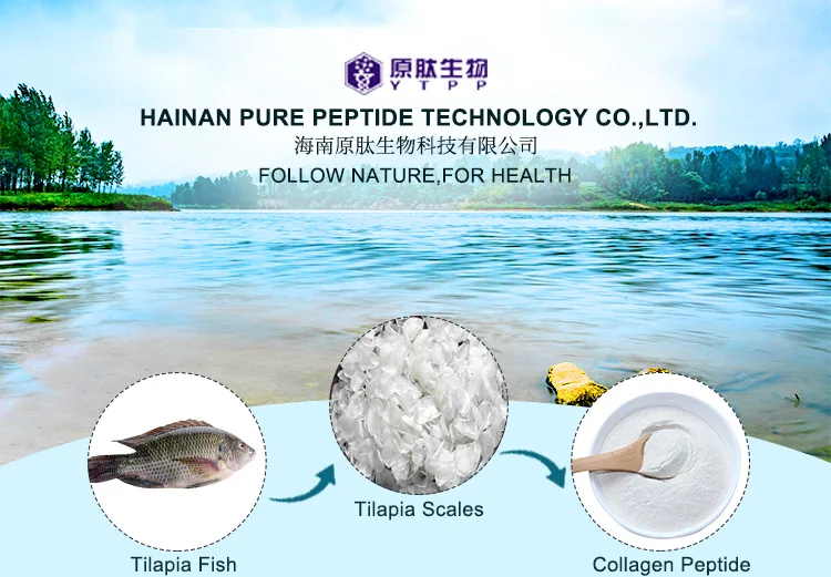Cosmetic Grade Hydrolyzed Collagen Peptide High Purity Marine Fish ...