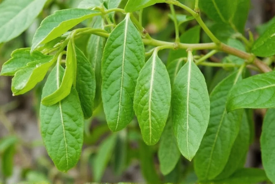 Cardamom Plant: Growing Guide and Care Tips