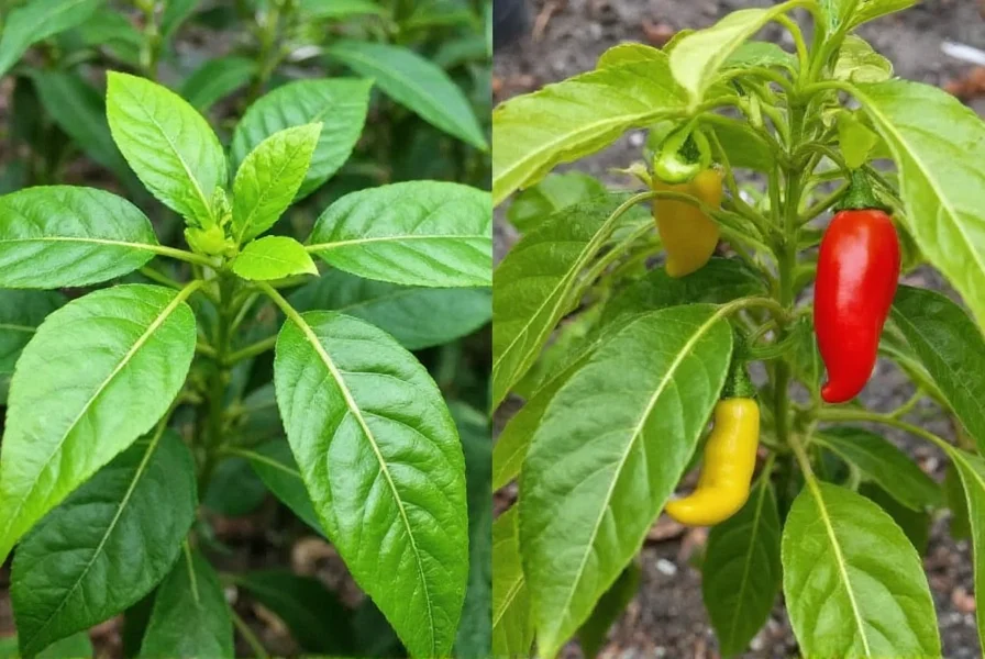 Ghost Pepper vs Carolina Reaper: Heat, Flavor & When to Use