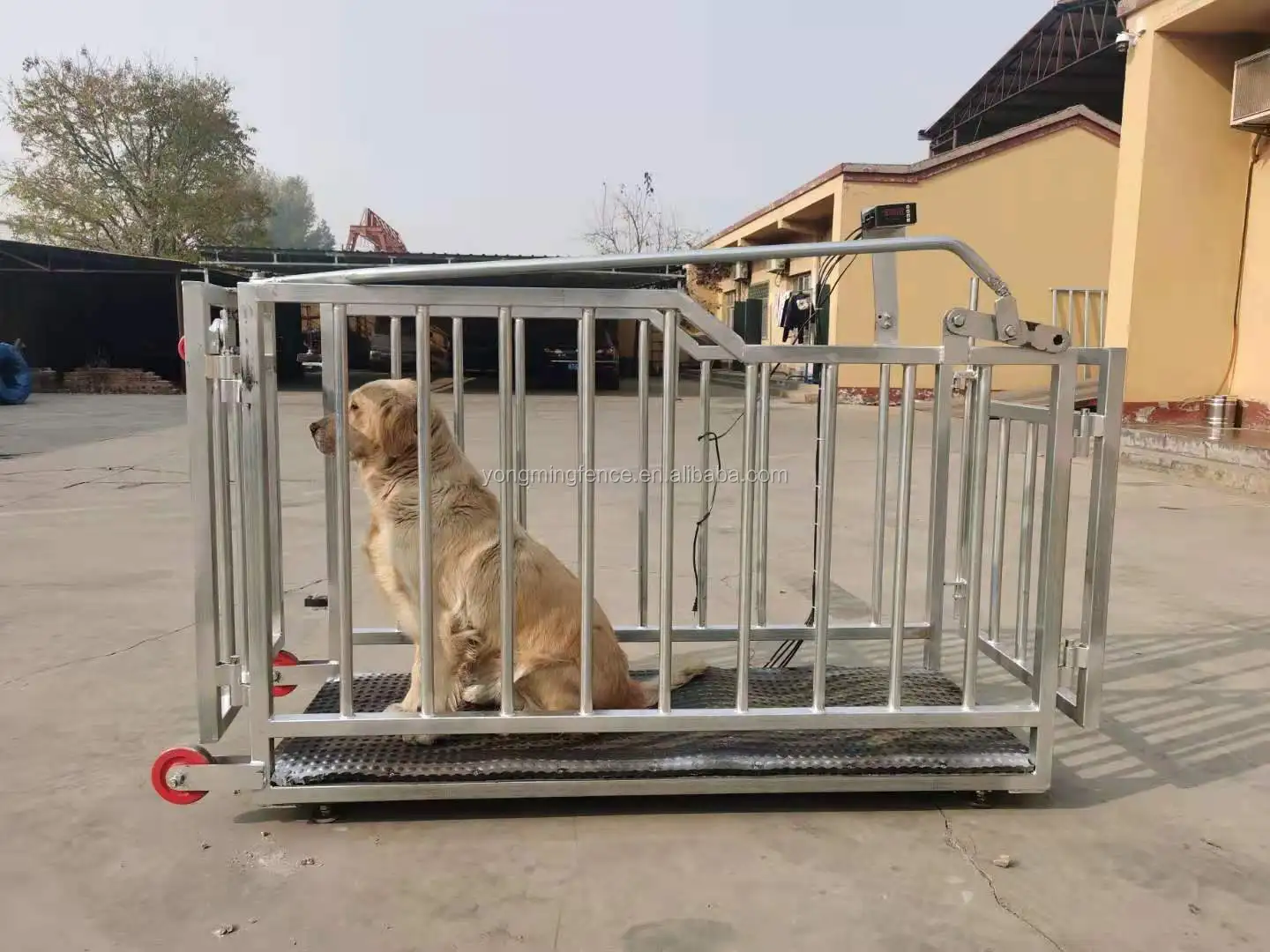 China Sheep Yard Vet Squeeze Sheep Crush Sheep Handler - Buy Sheep ...