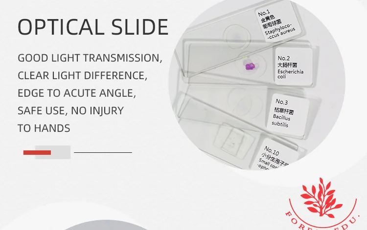 Rods Spores Bacteria Microscope Slides - Educational Supply