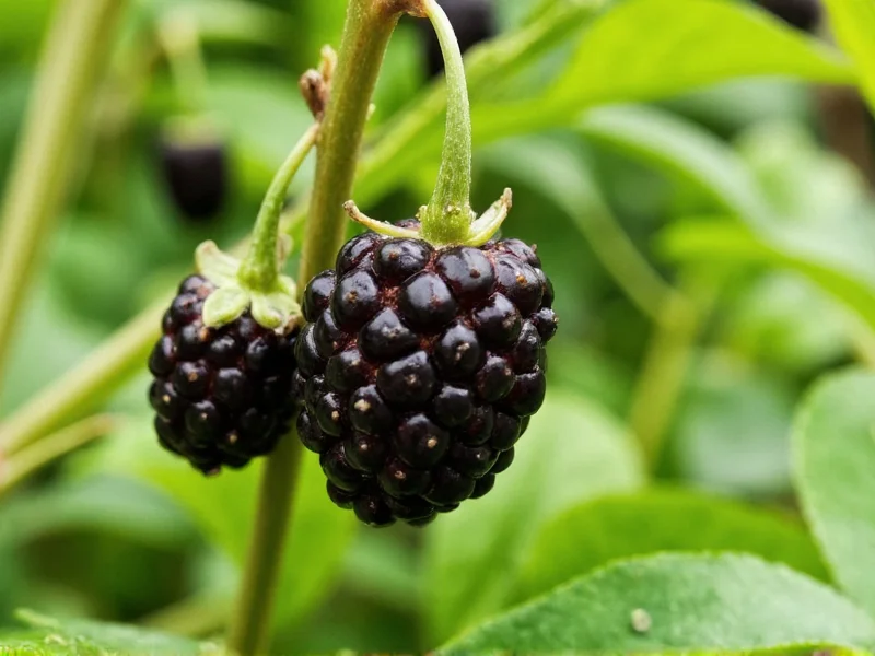 Apakah Lada Hitam Buah? Fakta Botani & Panduan Masak