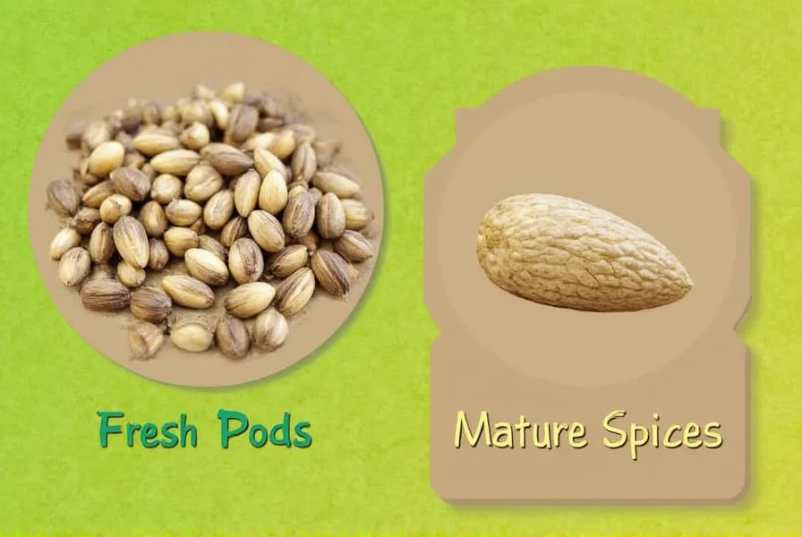 Cardamom Pods Decoded: The Spice That Packs a Punch (And Some Pods)