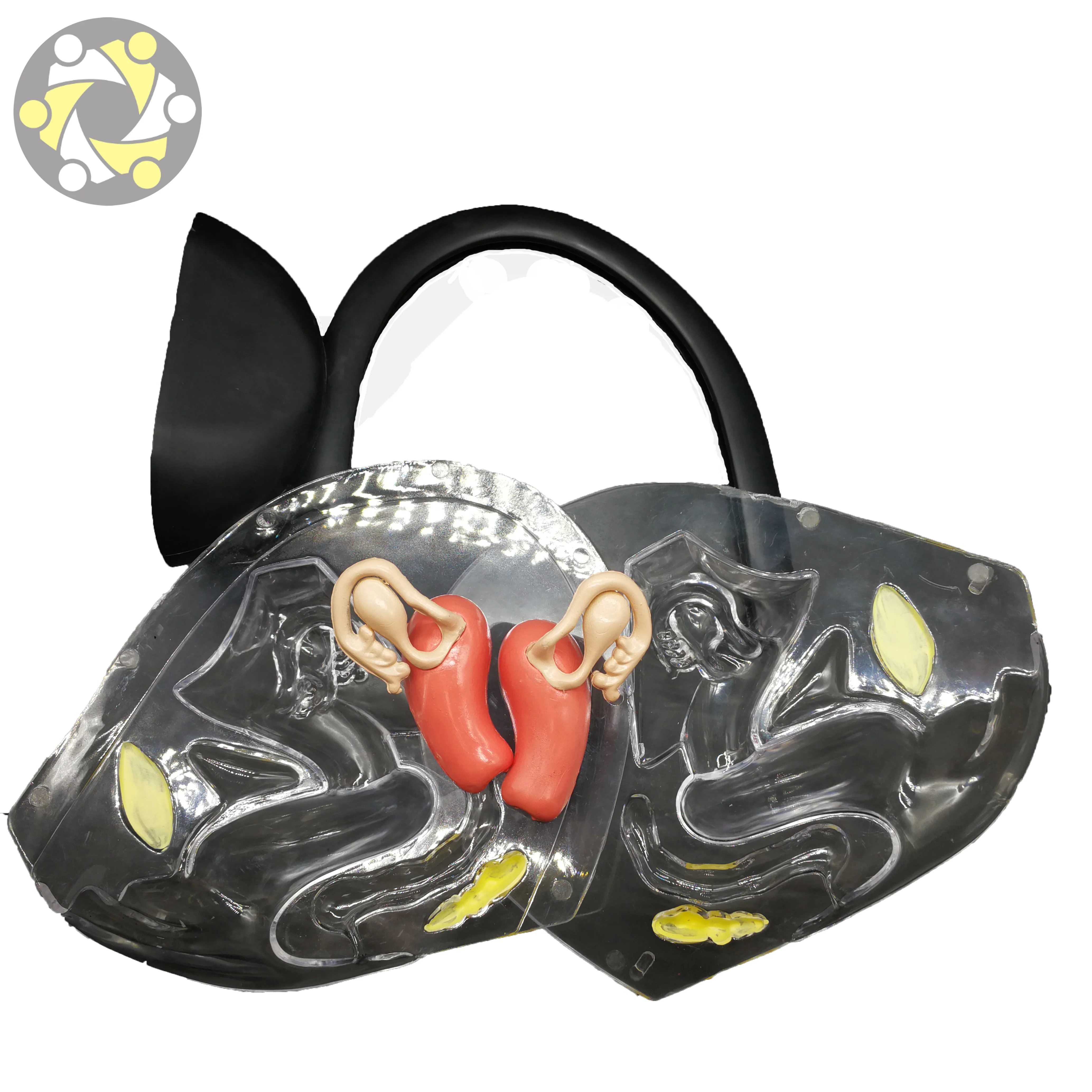 Transparent Uterine Anatomical Model for Medical Education