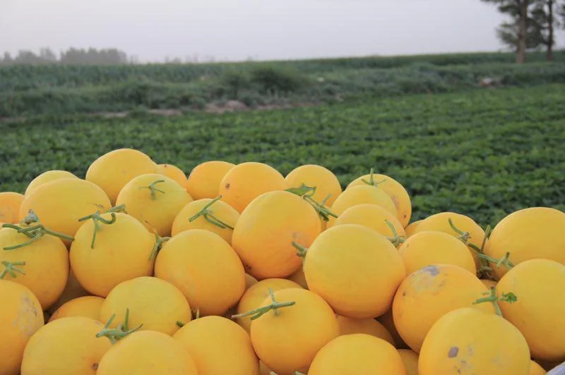 Best Taste Fresh Sweet And Mellow Musk Melon Gansu Muskmelon - Buy ...