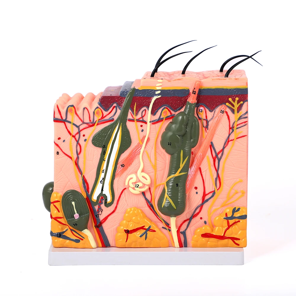 Model Skin Structure Humans Skins Epidermis Dermis Subcutaneous Tissue ...