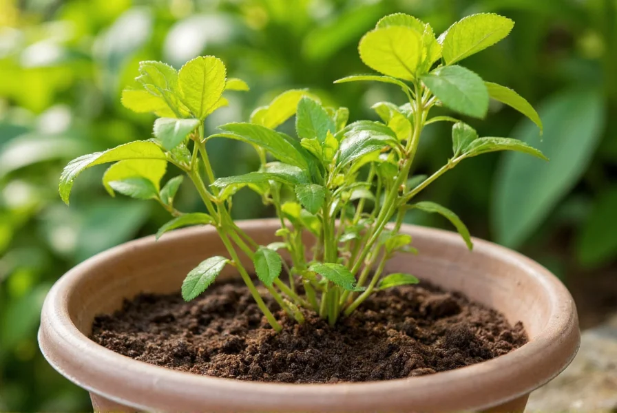 Turmeric Plants for Sale: Buying & Growing Guide for Healthy Roots