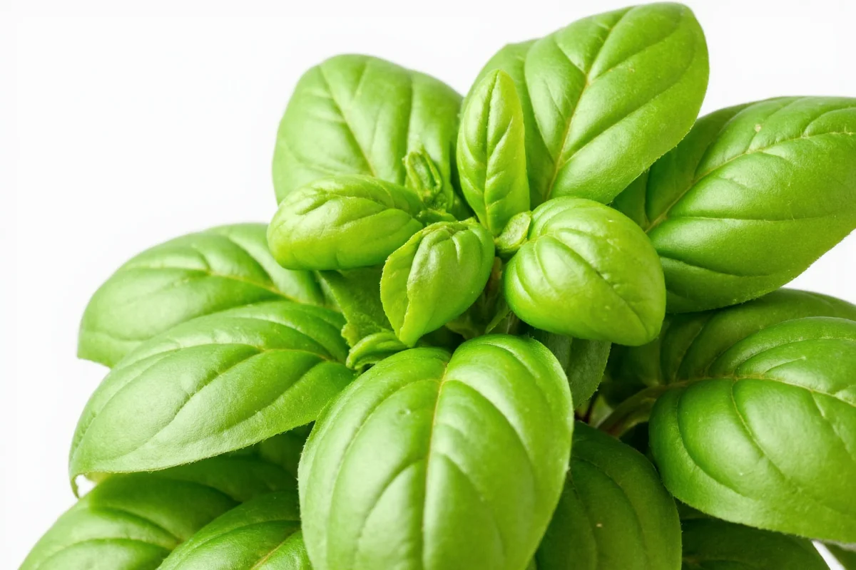 How to Care for Indoor Basil Plant: Complete Guide