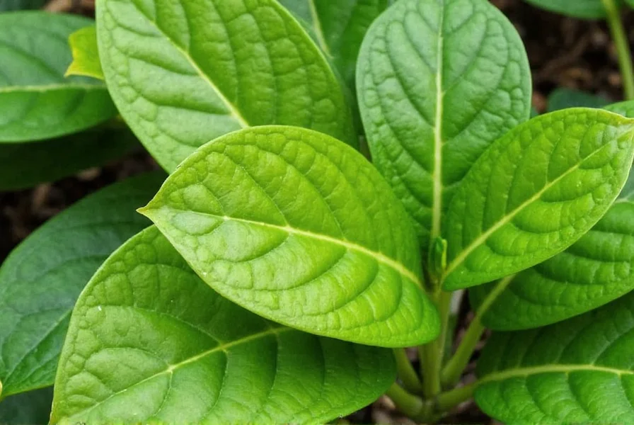 Ginger Plant Pictures: Visual Identification Guide