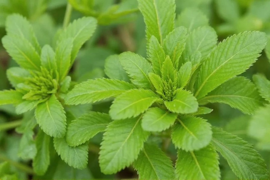 Sawtooth Coriander Plant: Cultivation Guide (Not Cilantro)