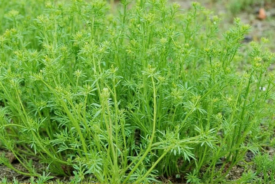 Bronze Fennel Plant: Growing Guide and Culinary Uses