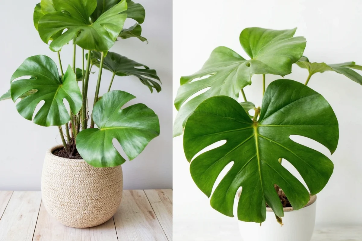 How to Repot a Monstera Plant: Step-by-Step Guide