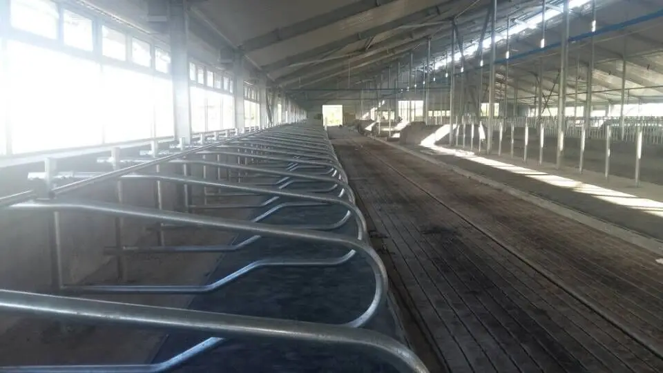Cow Free Stall - Efficient Dairy Cattle Housing Solutions