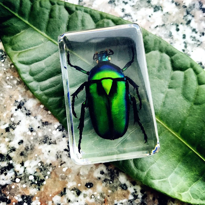 Biology Science Bugs Real Insect Specimen Paper Weight - Buy Real ...