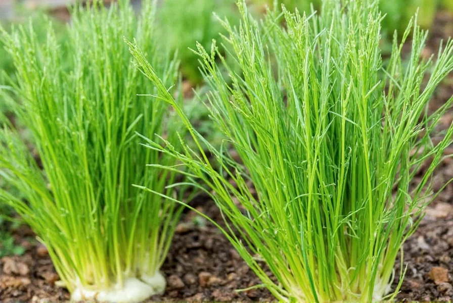 Fennel Plant Growing: Bulb, Frond and Seed Success Guide