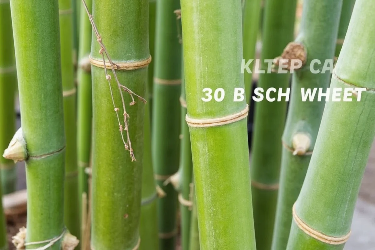 How to Plant Bamboo: Step-by-Step Guide for Success