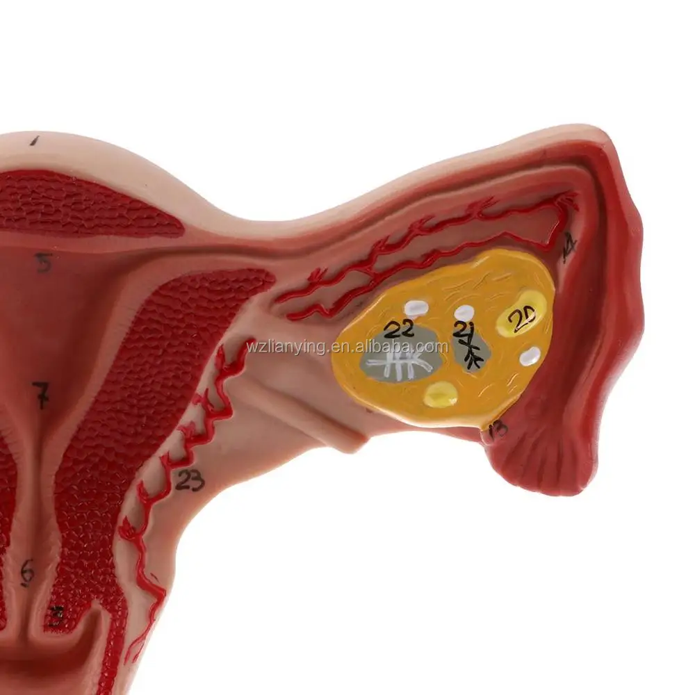 3d Human Anatomy Ovary Uterus Model For Biology - Buy Anatomical Uterus ...