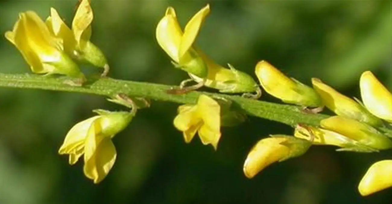 Healthcare Supplement Sweet Clover Melilotus Officinalis Coumarin Best ...