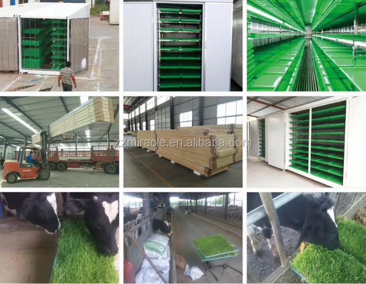 Cattle/sheep Feed Green Fodder Sprouting Machine,Barley Growing Room In ...