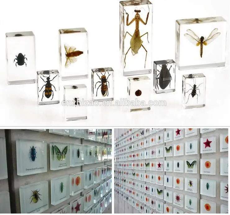 30types Insect Embedded Specimen Resin Taxidermy Collection Paperweight ...