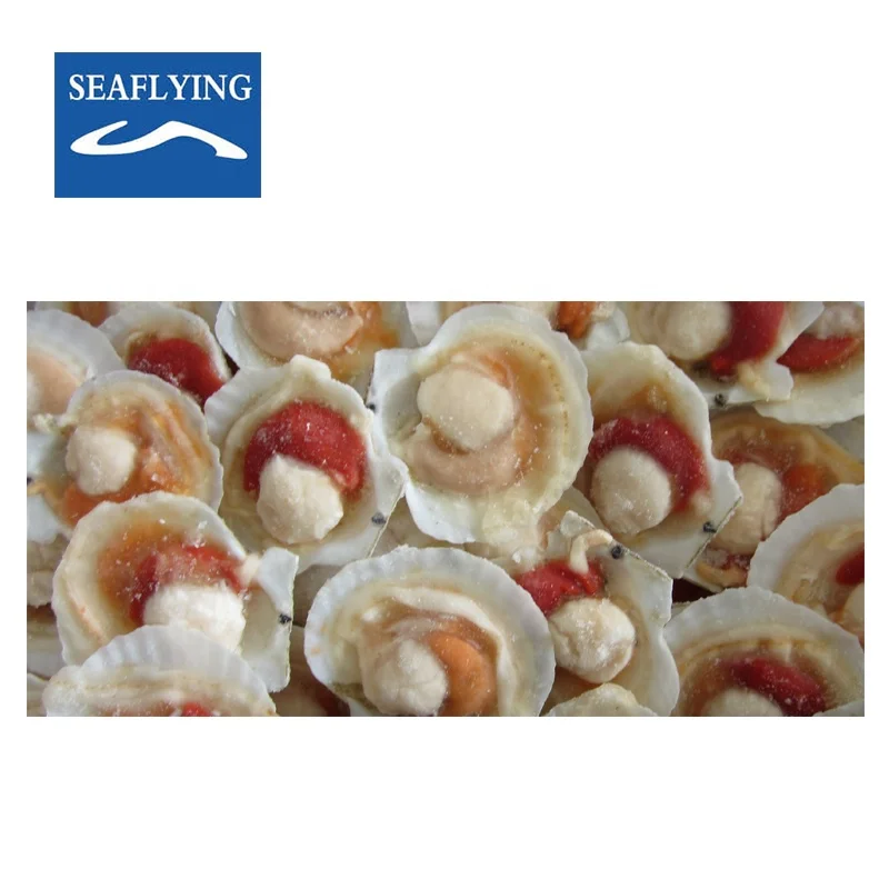 Frozen Half Shell Sea Scallop - Buy Scallop,Half Shell Sea Scallop ...