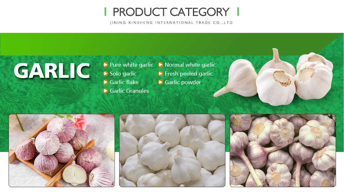 Jining Xinsheng International Trade Co., Ltd. - Garlic, Ginger