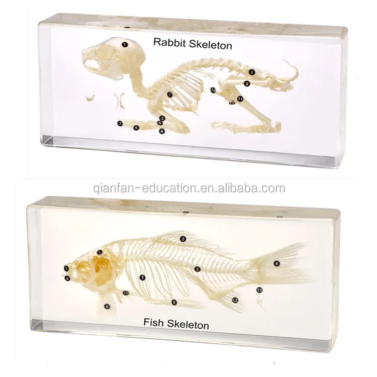 Hermit Crab And Symbiont Resin Block Resin Specimens - Buy Hermit Crabs ...