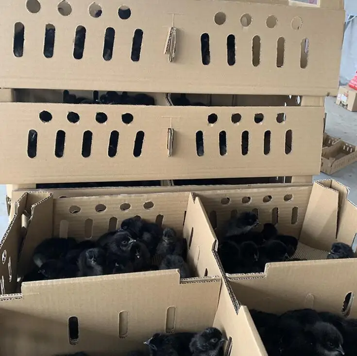 Day Old Chicks Transport Box - Sustainable & Efficient