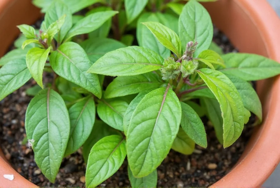 Thai Basil vs 'Chili Basil': What You Need for Thai Cooking
