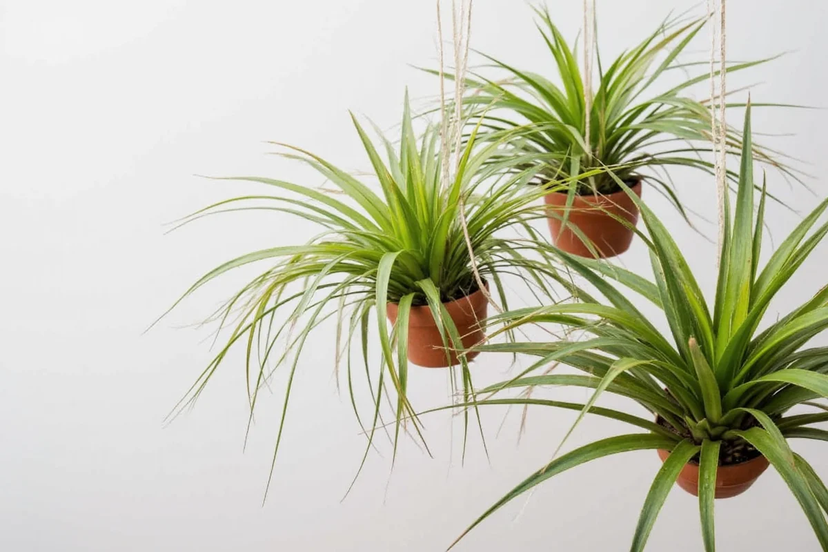 How to Care for Air Plants: Complete Guide 2025